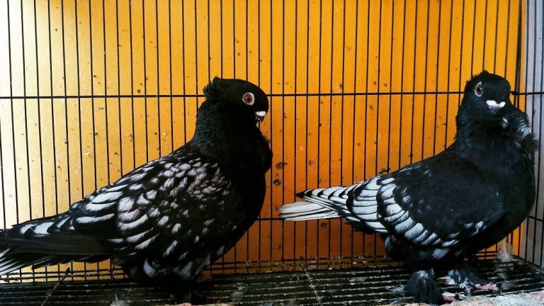 Jenis Burung Merpati Serta Ciri-ciri Burung Merpati Lengkap!!